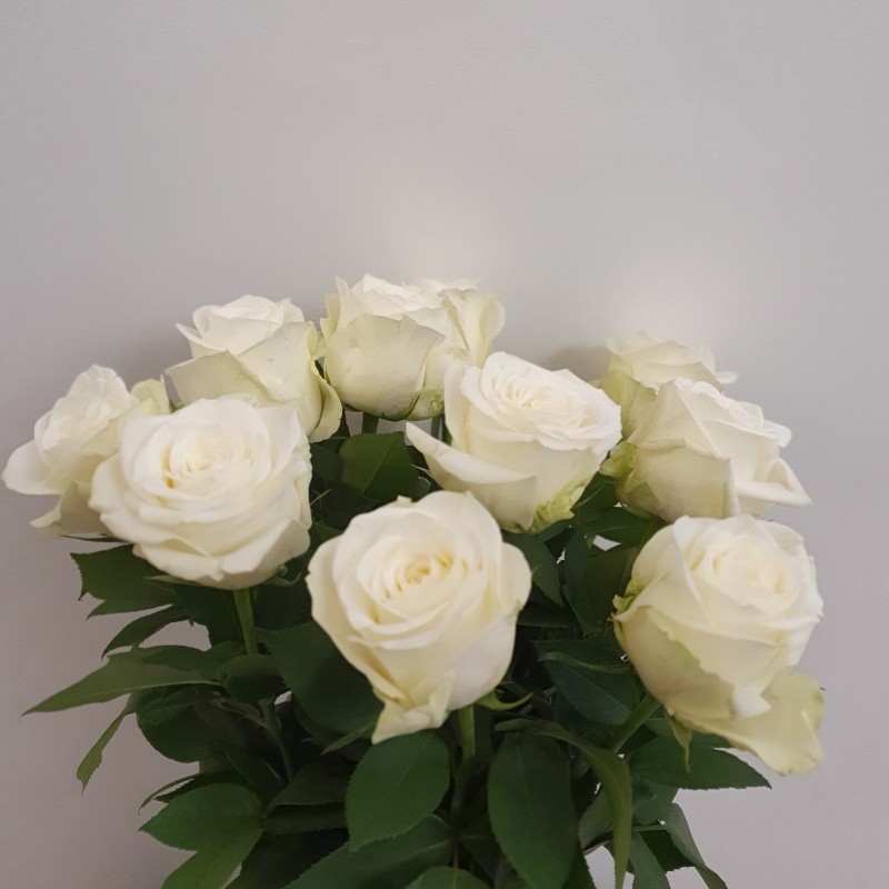 Baltas rozes 40/60/70cm